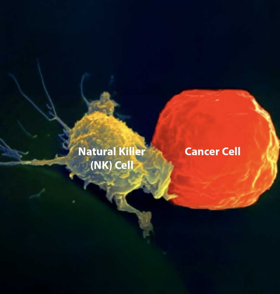 Research Lab - Canine Cancer Research Foundation